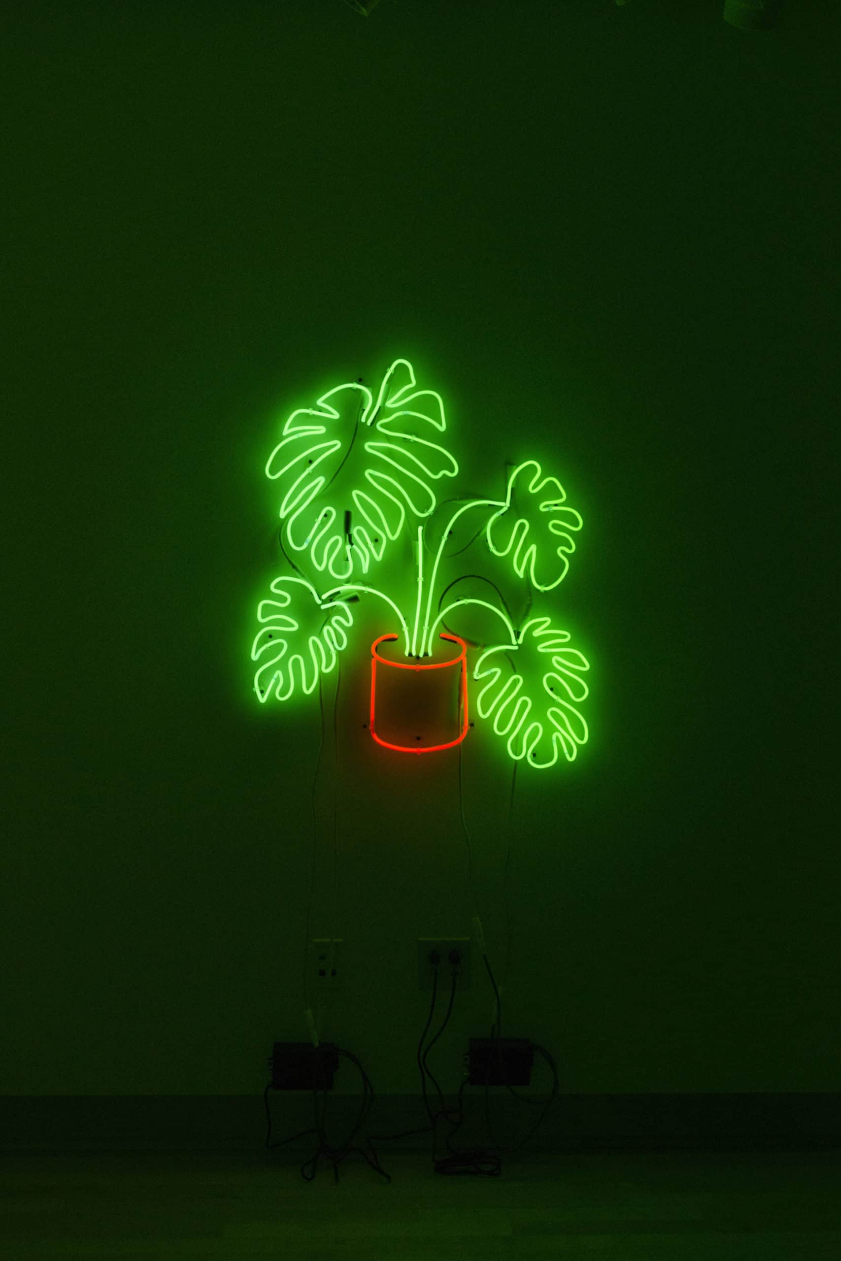 Ben Orozco's leafy neon lexicon – Tone Madison