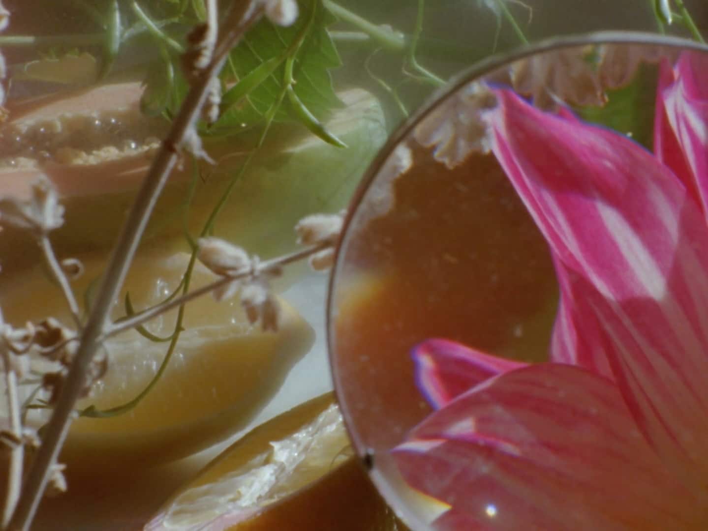 "Light Needs" and "Parallel Botany" use the film medium as a means to ...